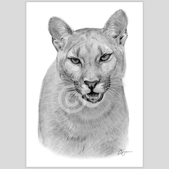 Cougar Head Drawing Mountain Lion (cougar) (Felis Concolor) Staring