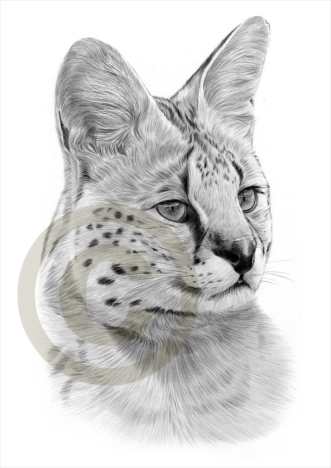 Serval Drawing