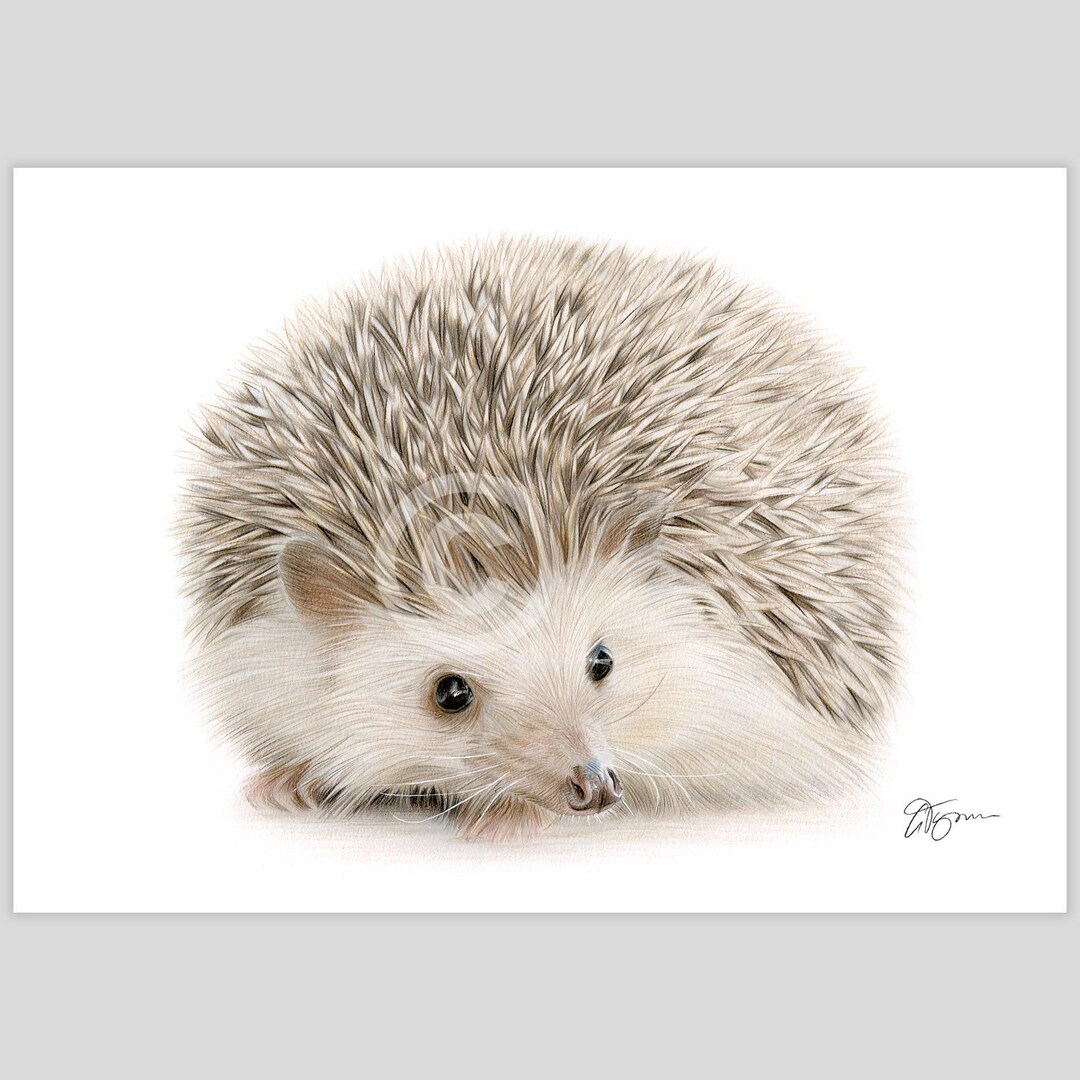 Hedgehog Artwork Signed by Artist Gary Tymon | Colour Pencil Drawing ...
