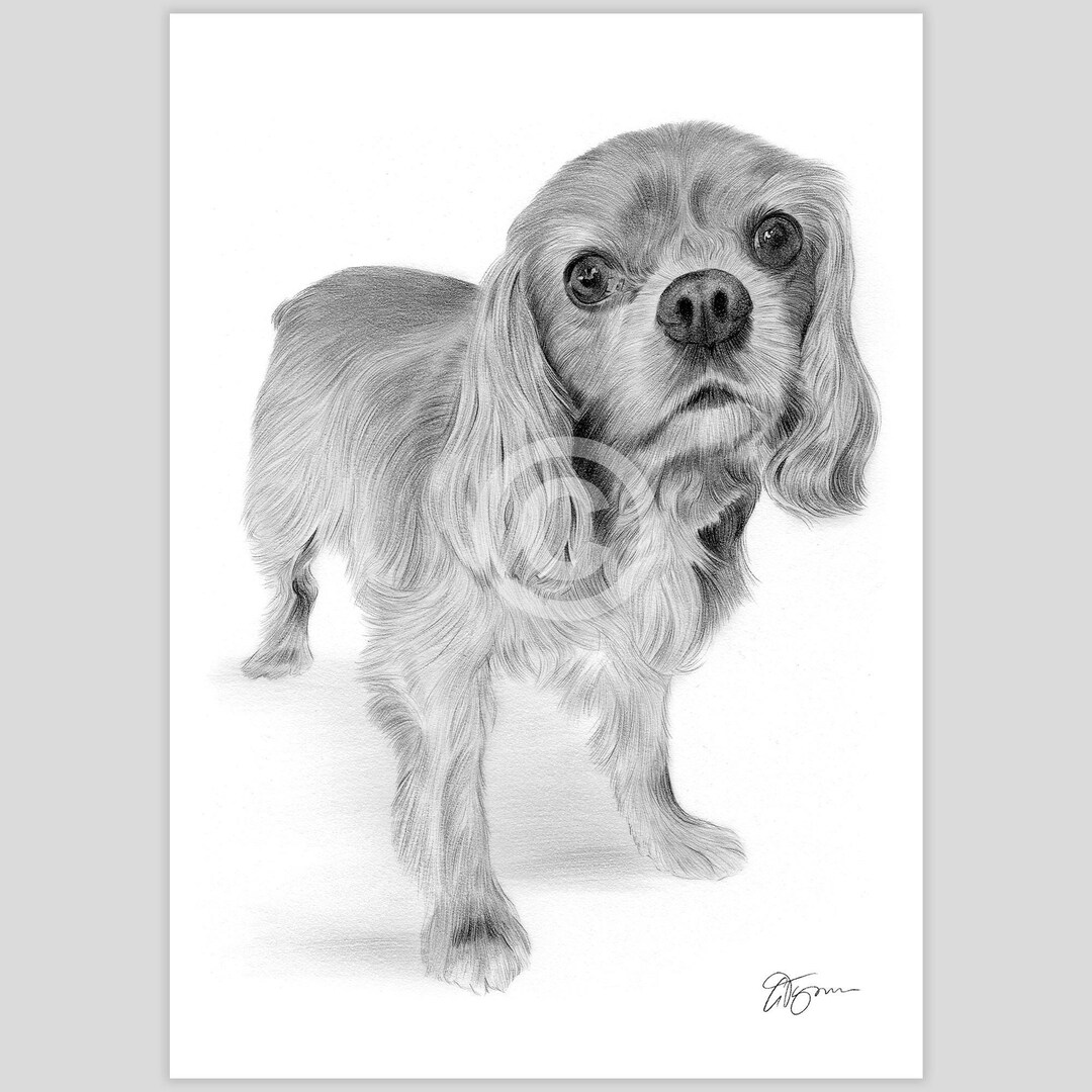 King Charles Spaniel | Pencil Drawing Print | Artwork Signed by Artist ...