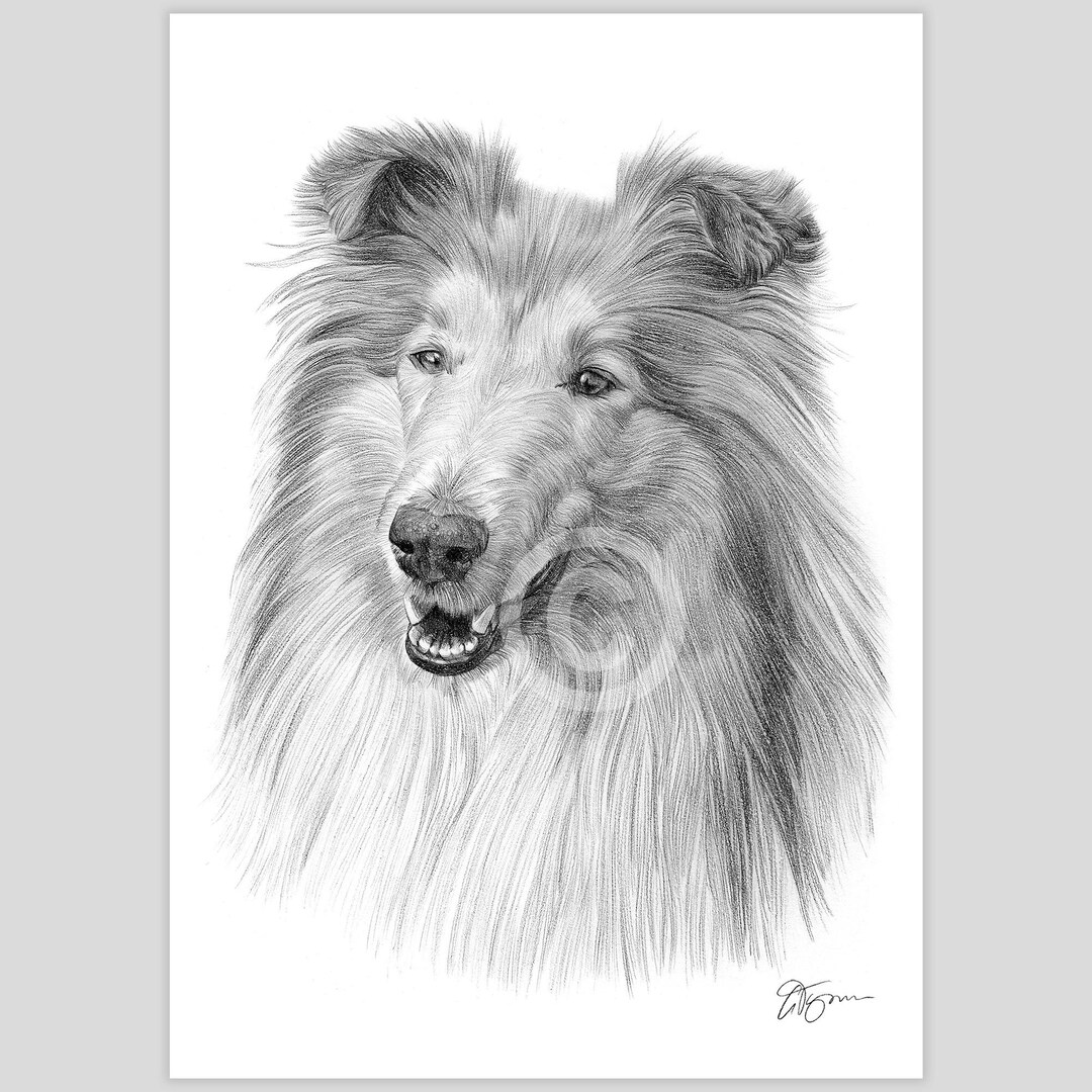 Rough Collie Pencil Drawing Print - 2 Sizes - Artwork Signed by Artist ...