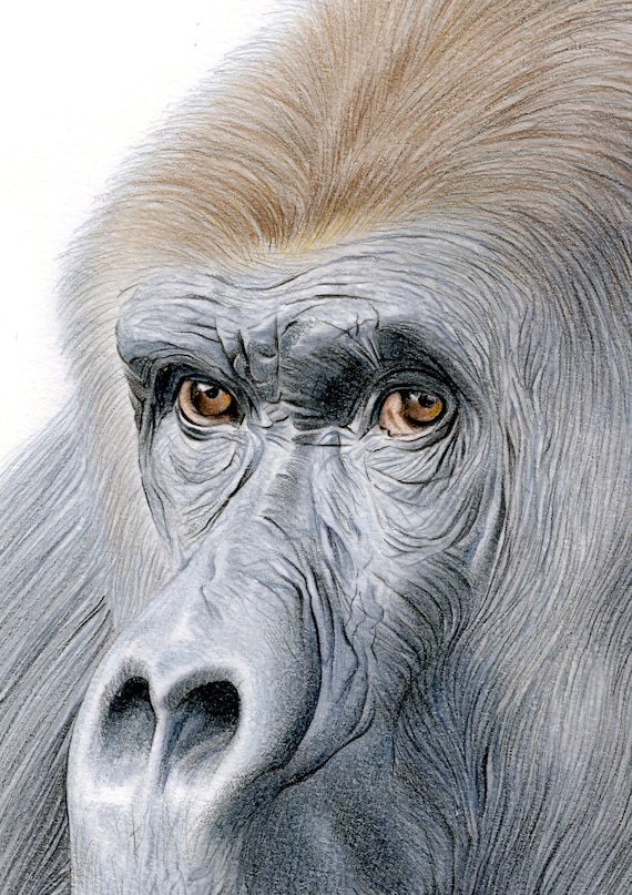 Silverback Gorillas Drawing