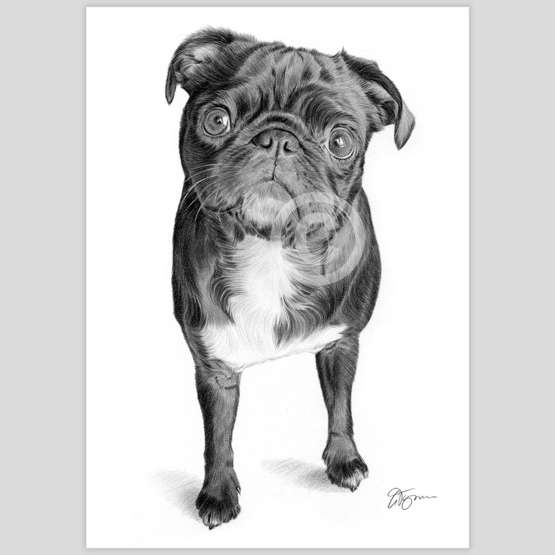 Pug Pencil Drawing Print - Artwork Signed by Artist Gary Tymon - 2 ...