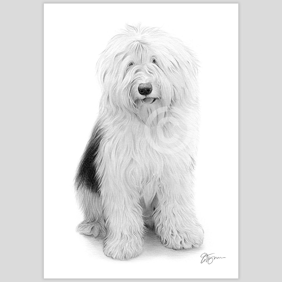 Old English Sheepdog | Pencil Drawing Artwork Print | Signed by Artist ...
