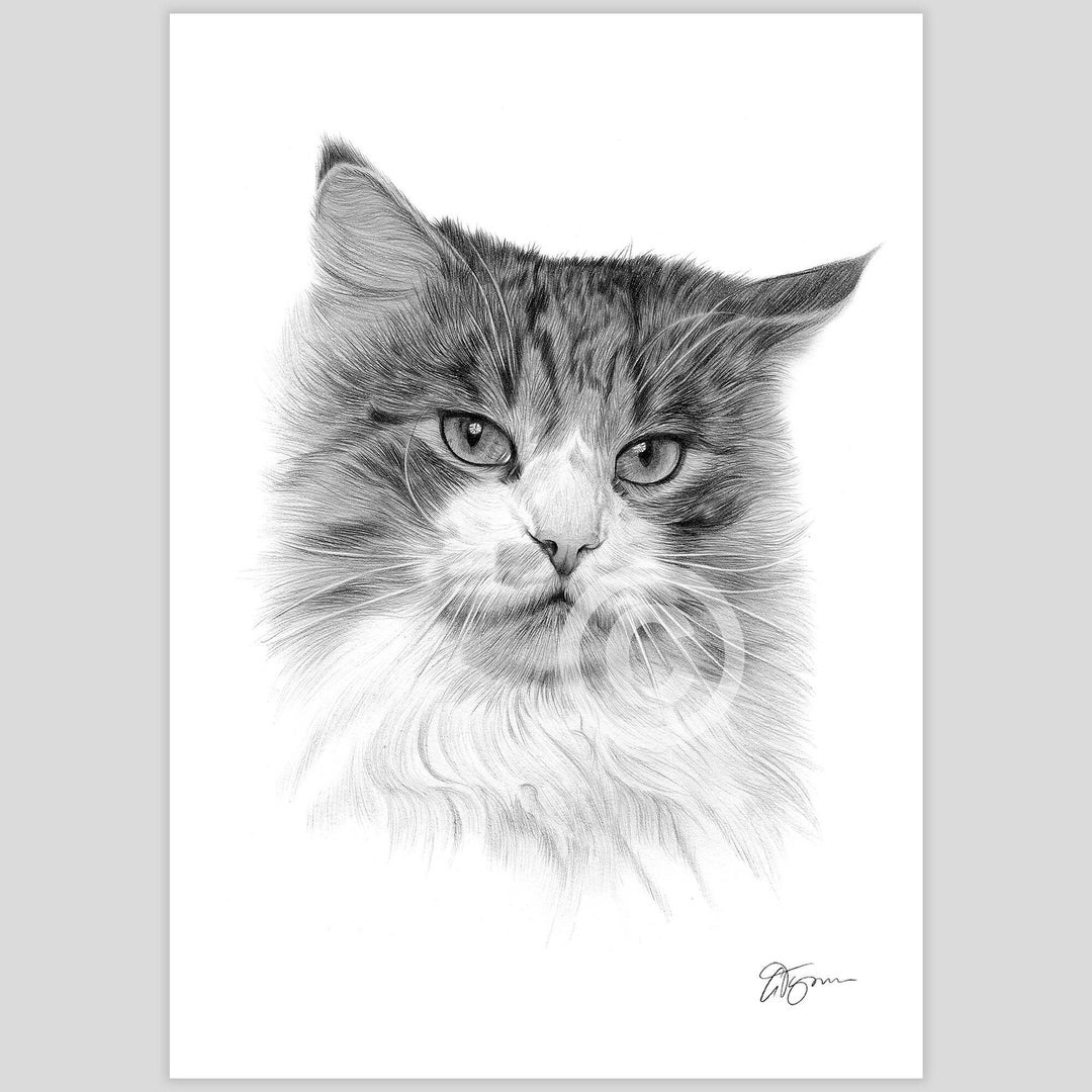 Tabby Cat Pencil Drawing Artwork Print | Signed by Artist Gary Tymon ...