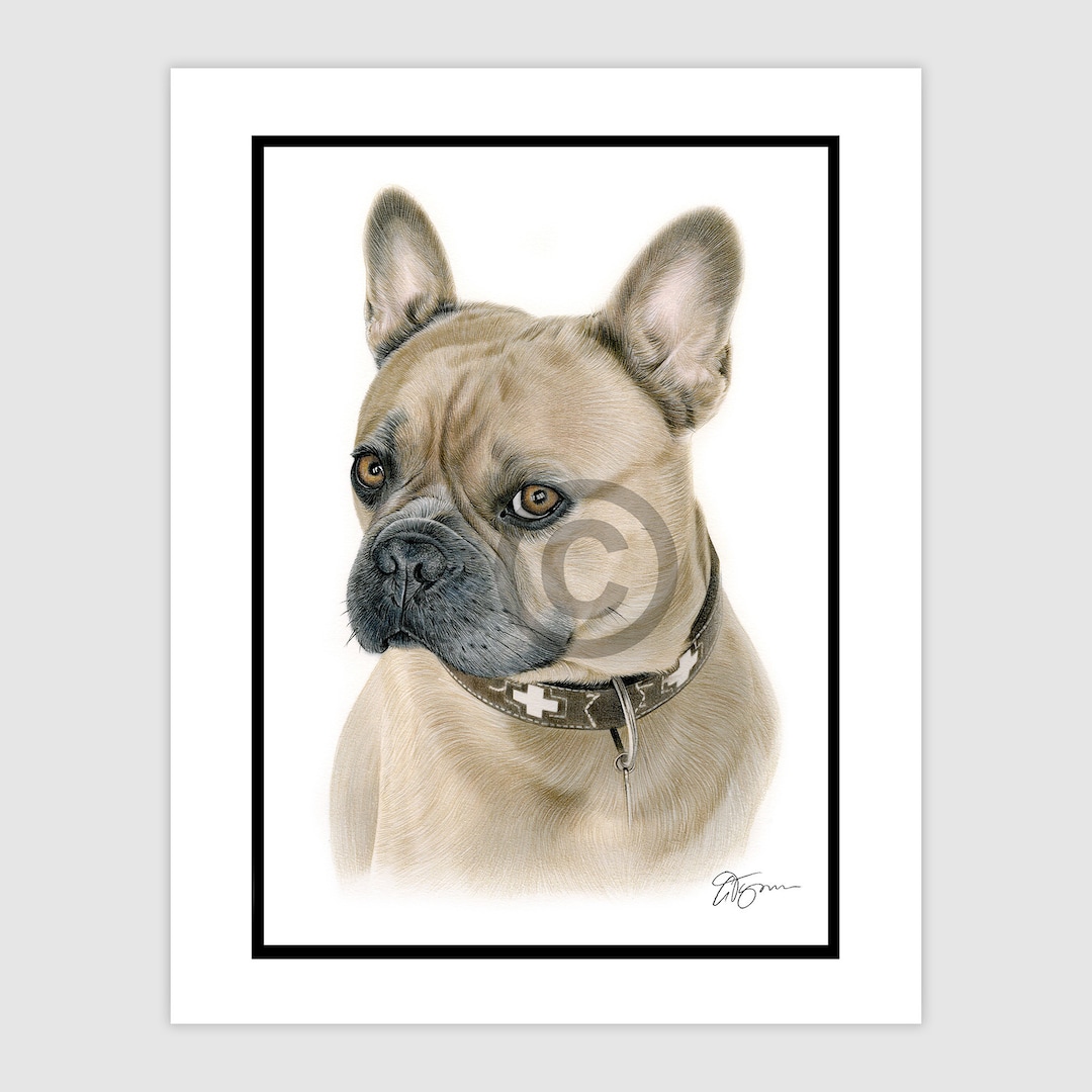 Dog FRENCH BULLDOG Original Color Pencil Drawing - Portrait Size 11.75 ...