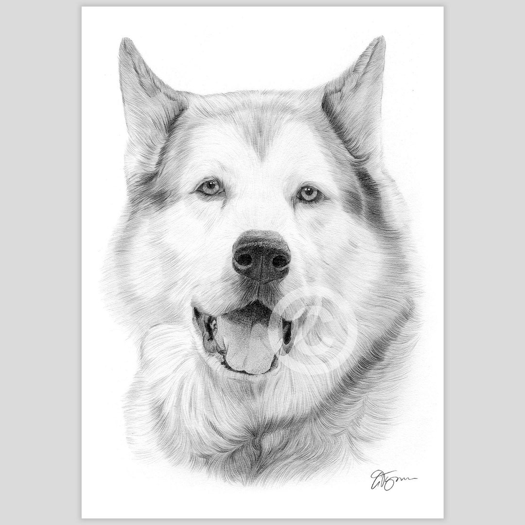 Alaskan Malamute Dog Artwork Signed by UK Artist Gary Tymon | Pencil ...