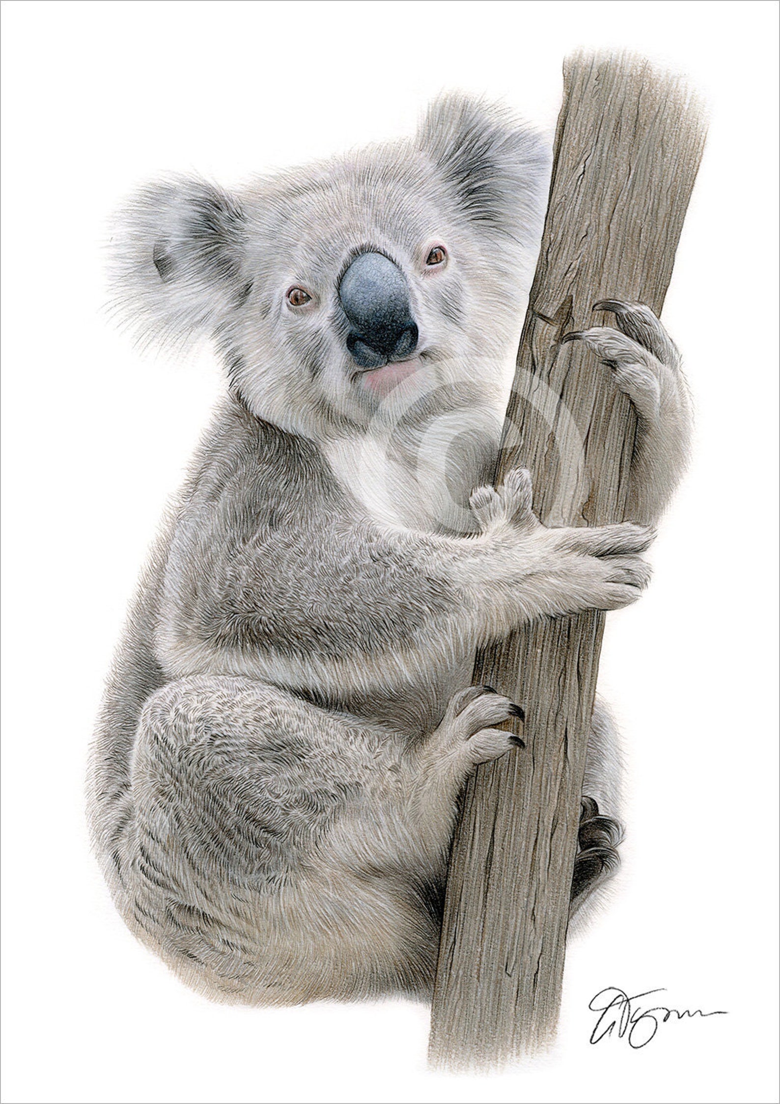 Koala Bear Color Pencil Drawing Print Wildlife Art - Etsy Koala Bear Color Pencil Drawing Print Wildlife Art - Etsy