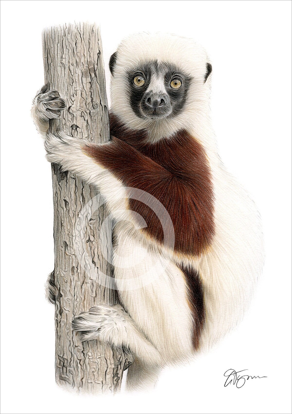 Sifaka Lemur Drawing