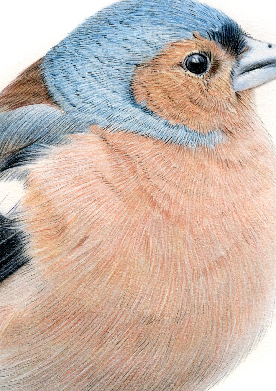 CHAFFINCH Original Color Pencil Drawing Bird Art Portrait - Etsy