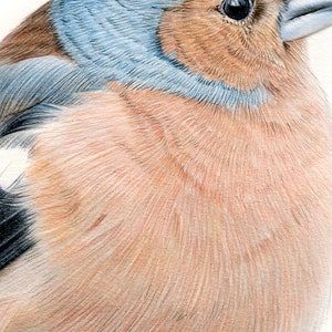 CHAFFINCH Original Color Pencil Drawing - Bird Art - Portrait Size 11. ...