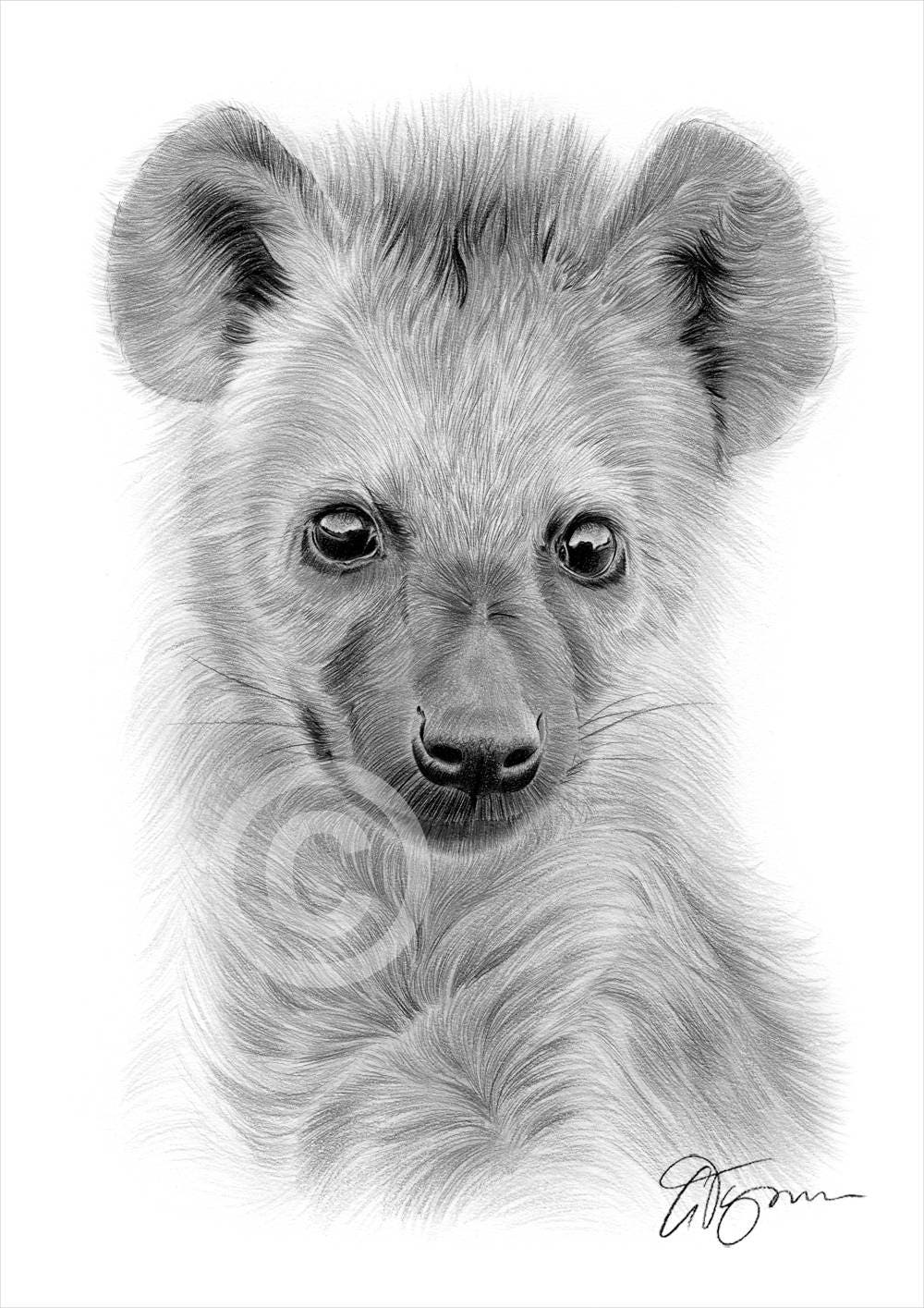 HYENA CUB artwork pencil drawing print wildlife art | Etsy