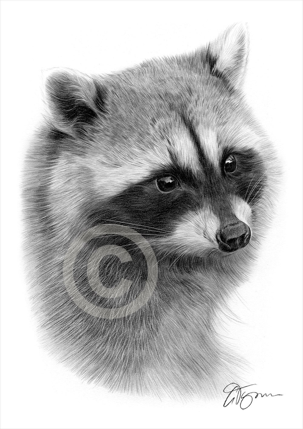 Real Raccoon Drawing