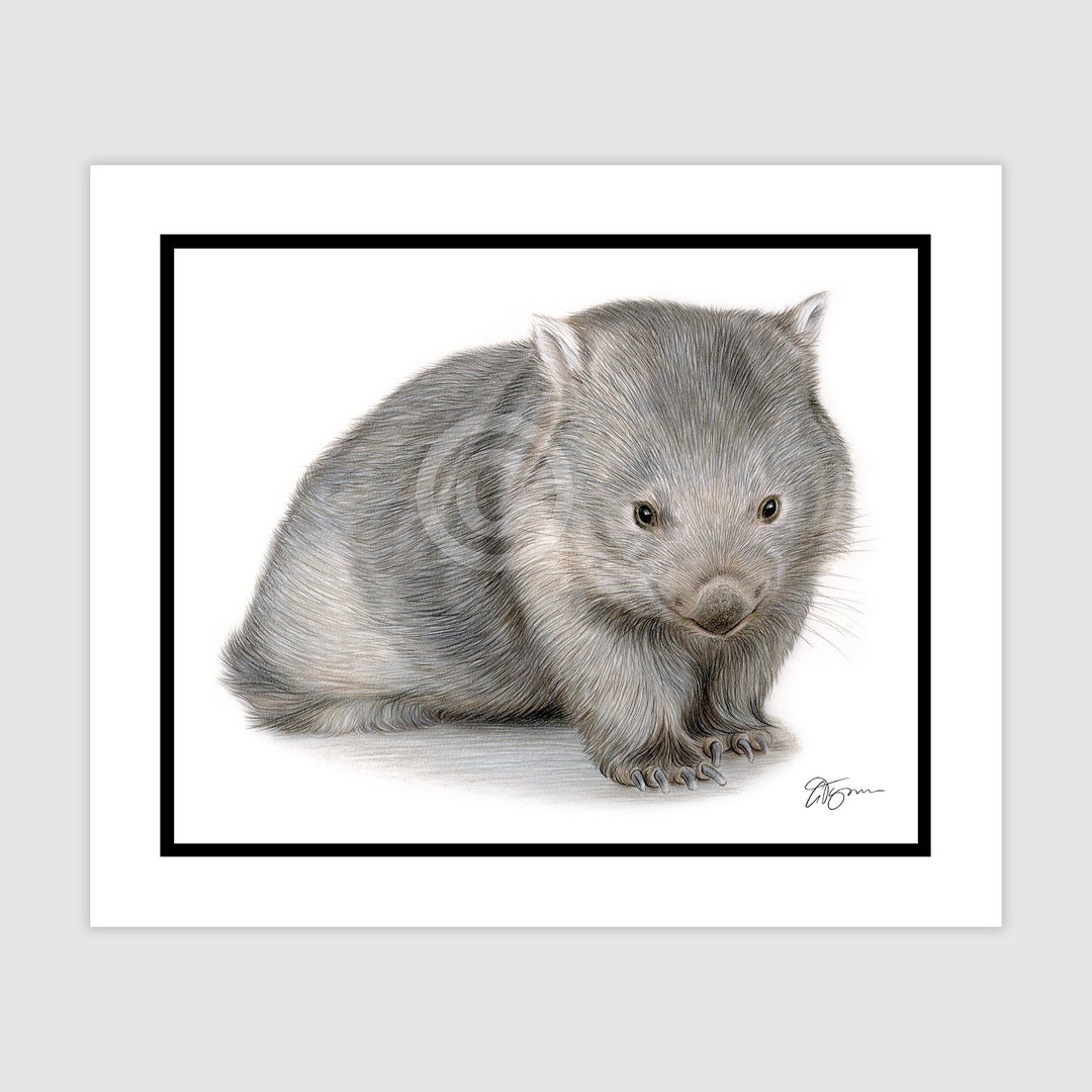 Wombat Original Colour Pencil Drawing Artwork - Portrait Size 10 Wombat Original Colour Pencil Drawing Artwork - Portrait Size 10