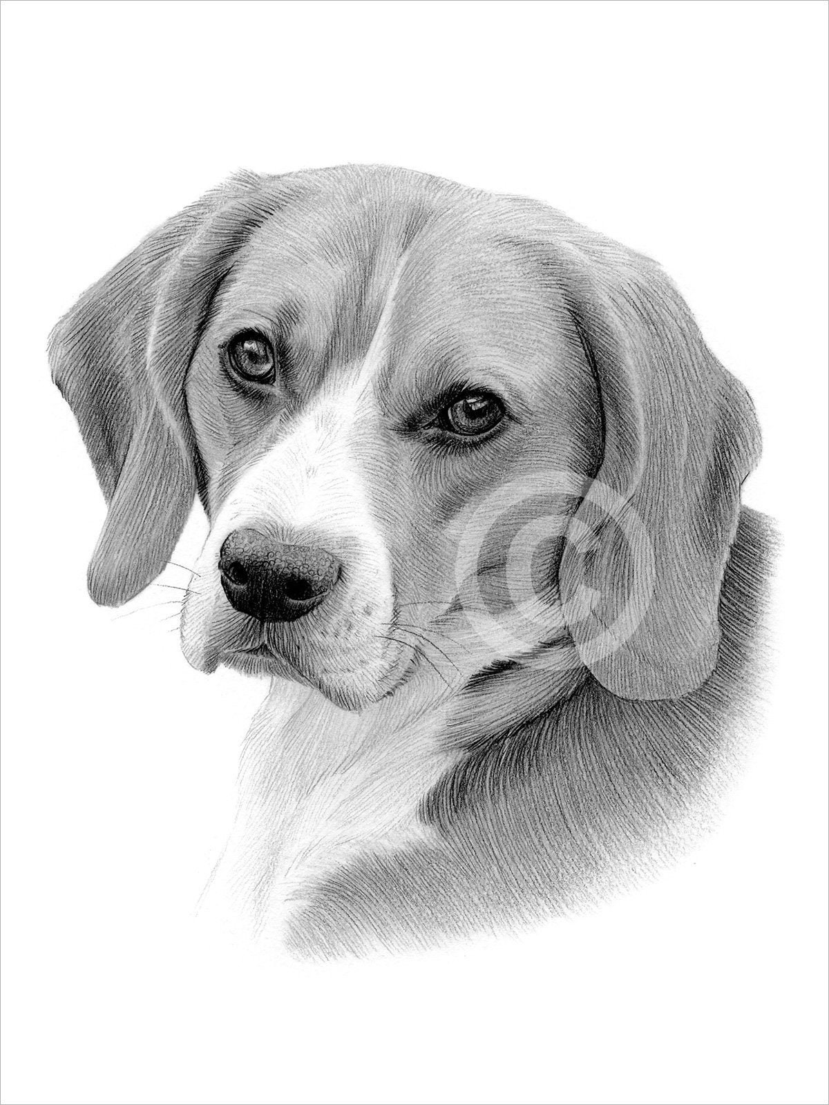 Digital Download BEAGLE Pencil Drawing Artwork by UK - Etsy