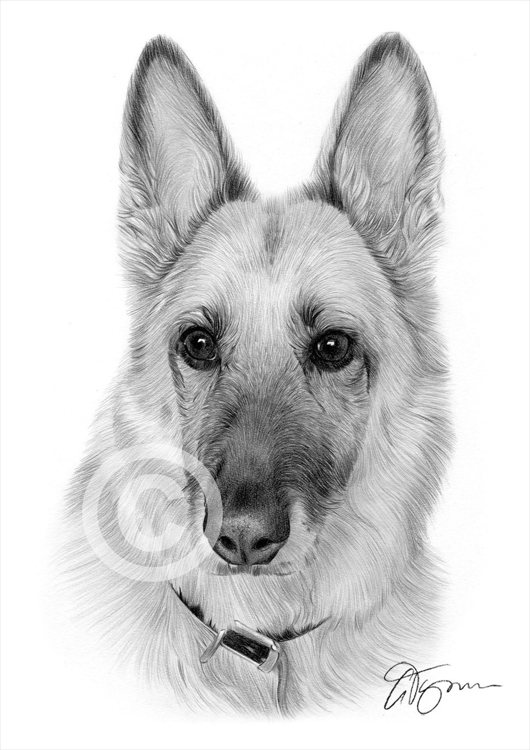 German Shepherd Pencil Drawing Print Artwork Signed by - Etsy