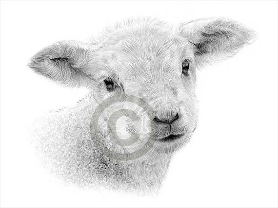 Lamb Drawing