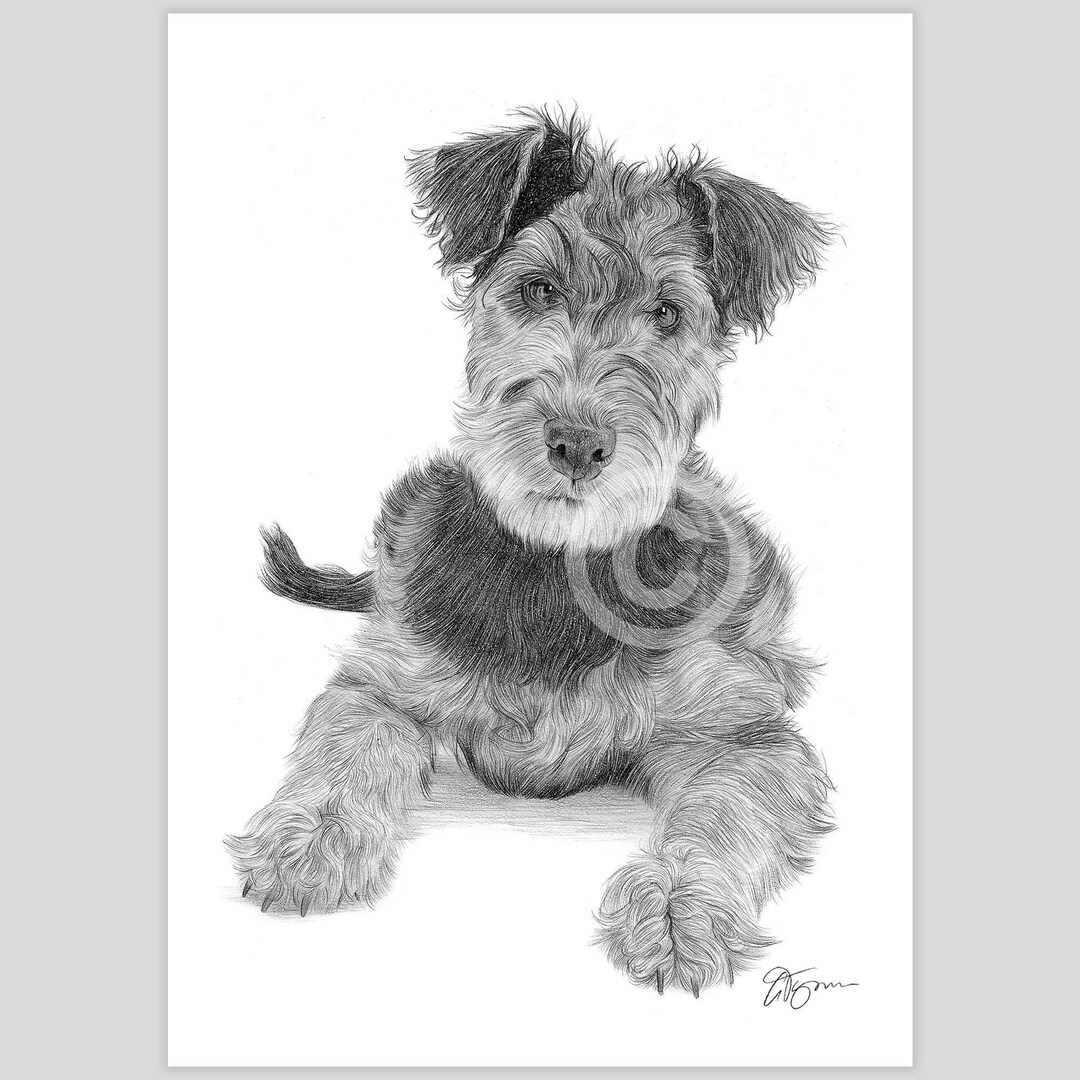 Airedale Terrier Puppy | Pencil Drawing Print | Artwork Signed by ...