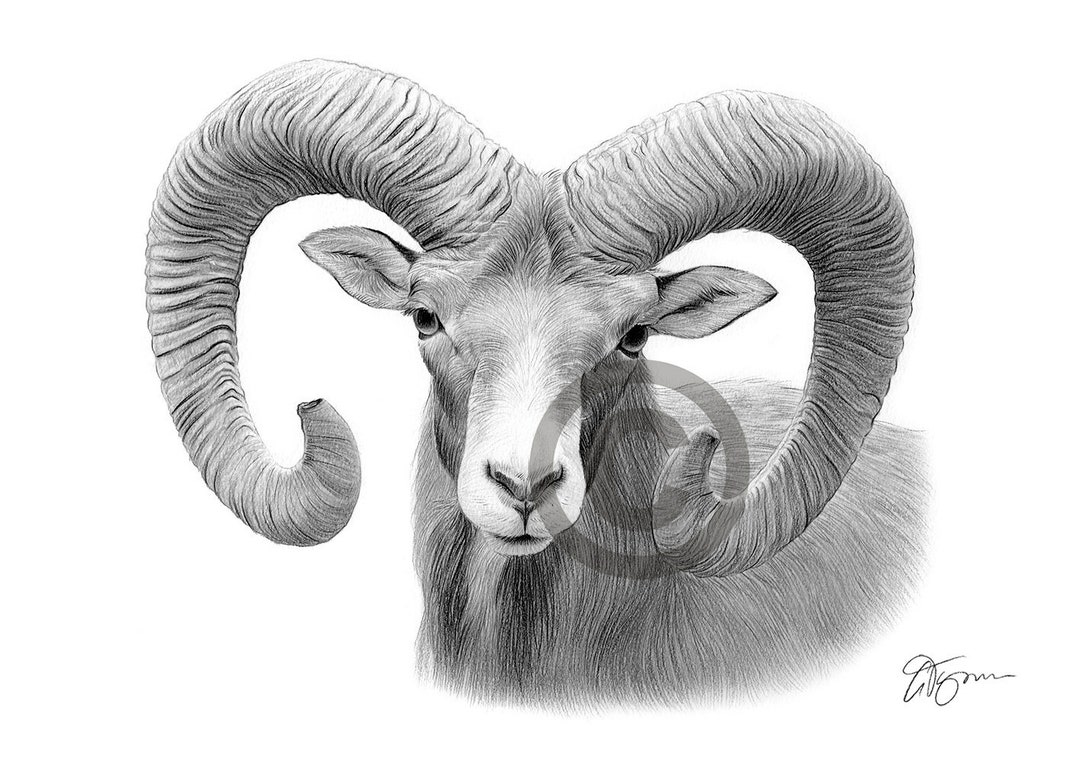 MOUFLON dessin au crayon impression art animalier oeuvre signée par ...
