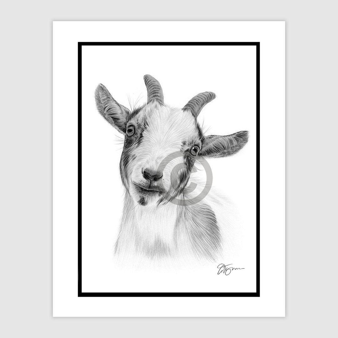 PYGMY GOAT Original B&W Pencil Drawing Portrait Size 11.75 X 8.25 Mount ...