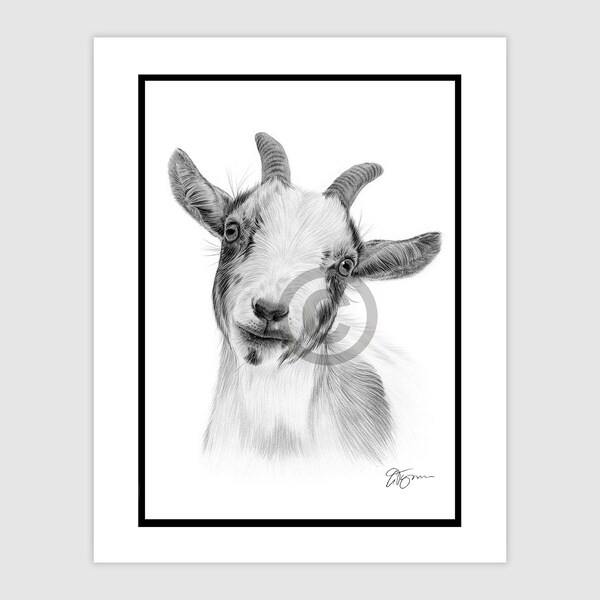 Pygmy Goat Drawings - Etsy