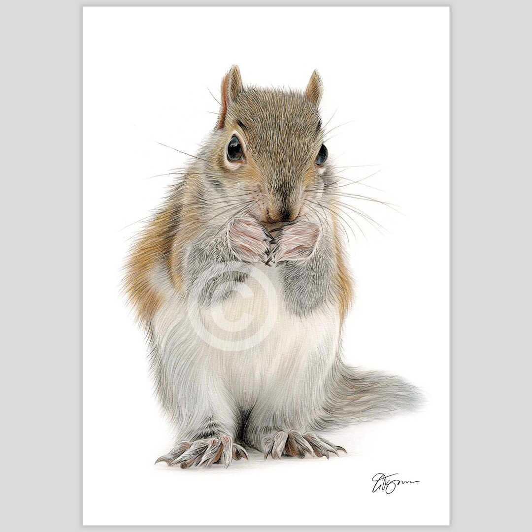 Red Squirrel - Color Pencil Drawing Print - Artwork Signed by UK Artist ...