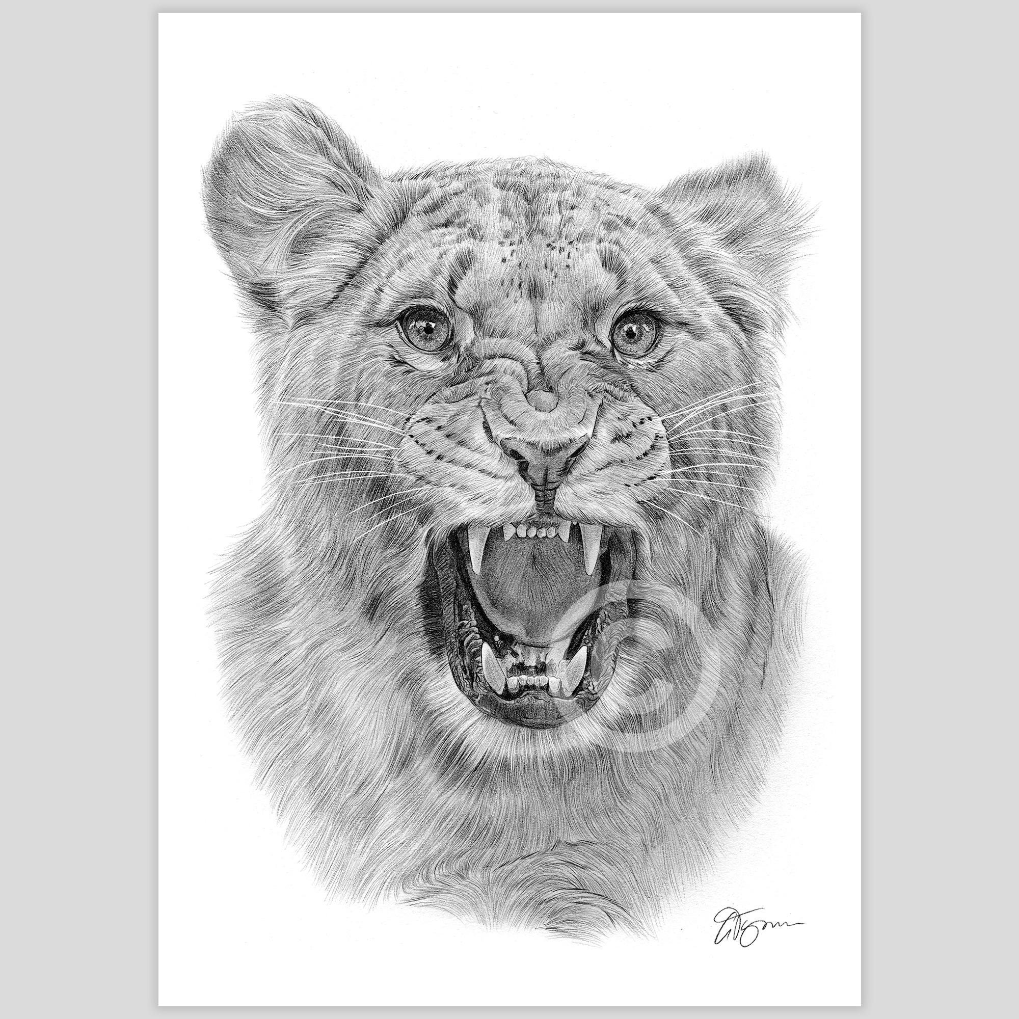 Lioness Roar Drawing