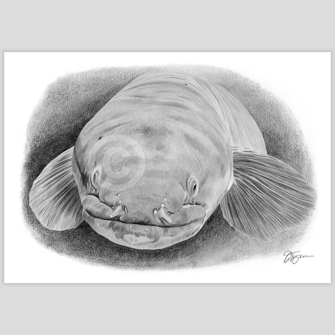 Long Fin Eel | Pencil Drawing Artwork Print | 2 Sizes | Signed by ...
