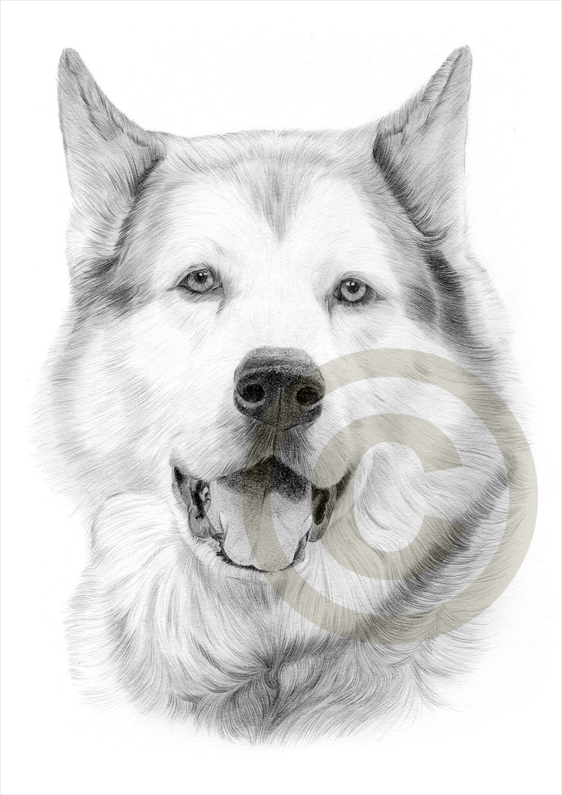 Dog pencil drawing print Alaskan Malamute artwork signed | Etsy