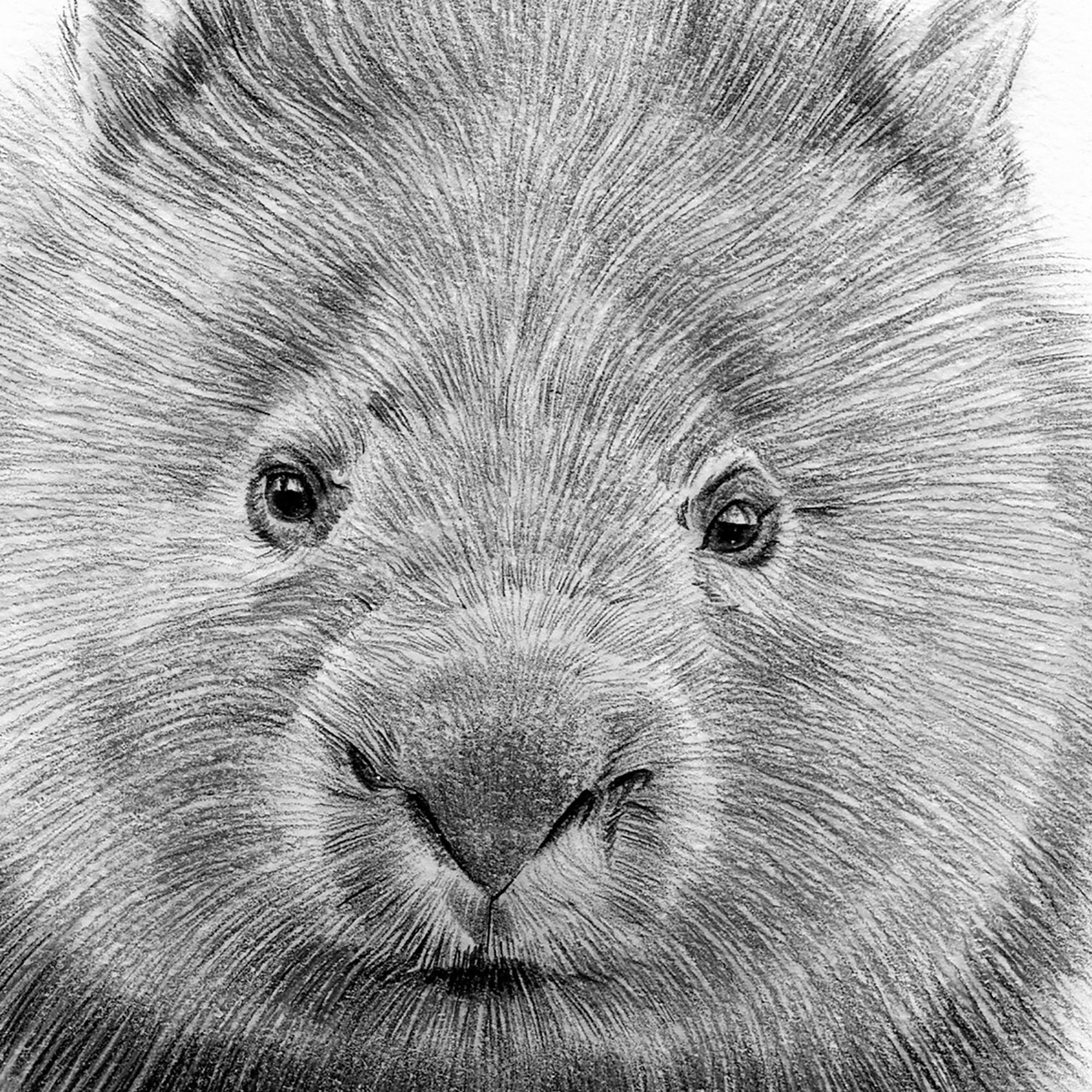 WOMBAT Pencil Drawing Print - Wildlife Portrait - Artwork Signed by ...