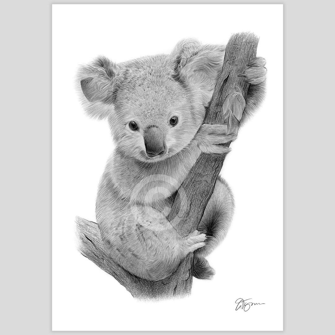 Baby Koala Bear Drawing
