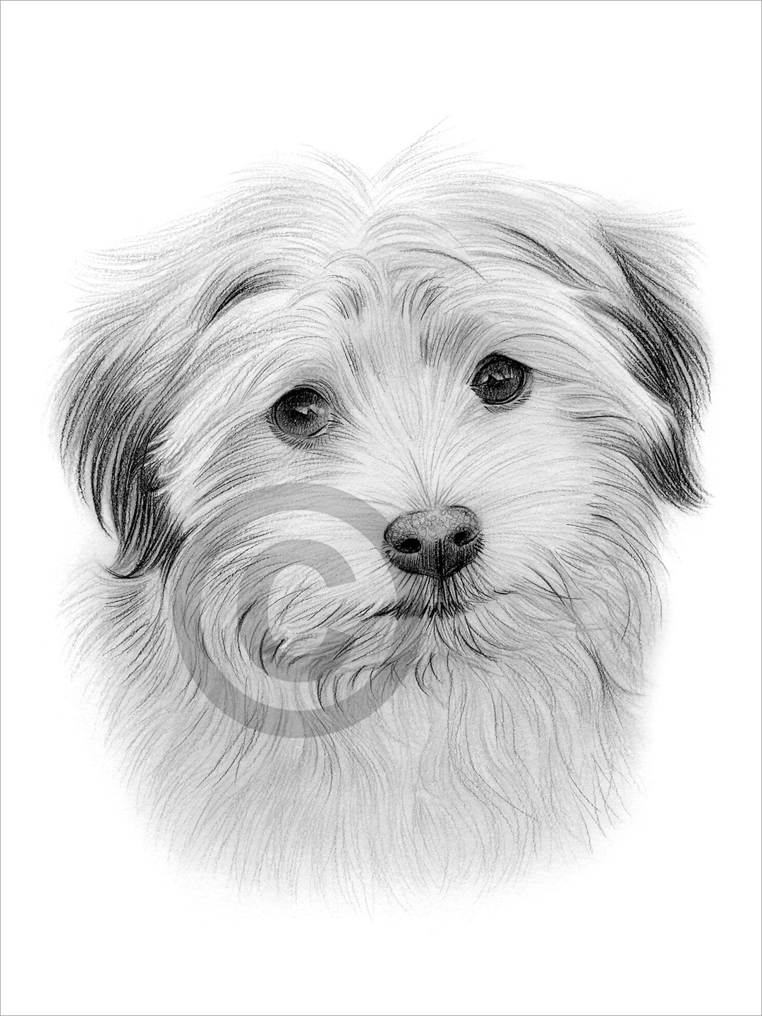 Digital Download Pencil Drawing of a Havanese Dog Artwork by UK Artist ...