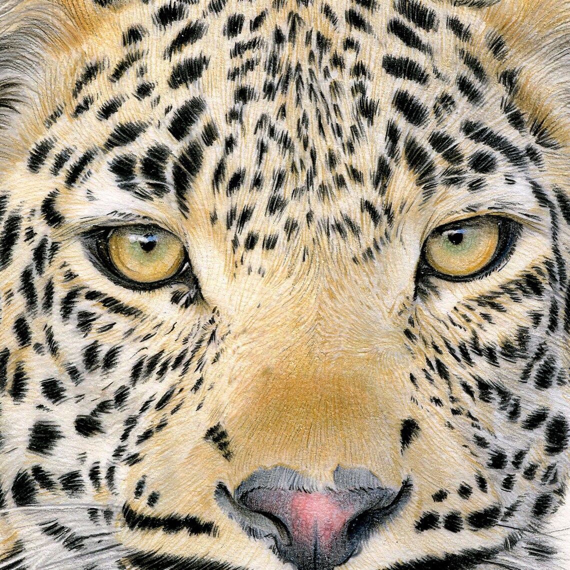 African Leopard - Color Pencil Drawing Print - Big Cat Portrait ...