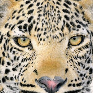 African Leopard - Color Pencil Drawing Print - Big Cat Portrait ...