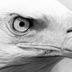 Bald Eagle | Pencil Drawing Print | Artwork Signed by Artist G Tymon ...