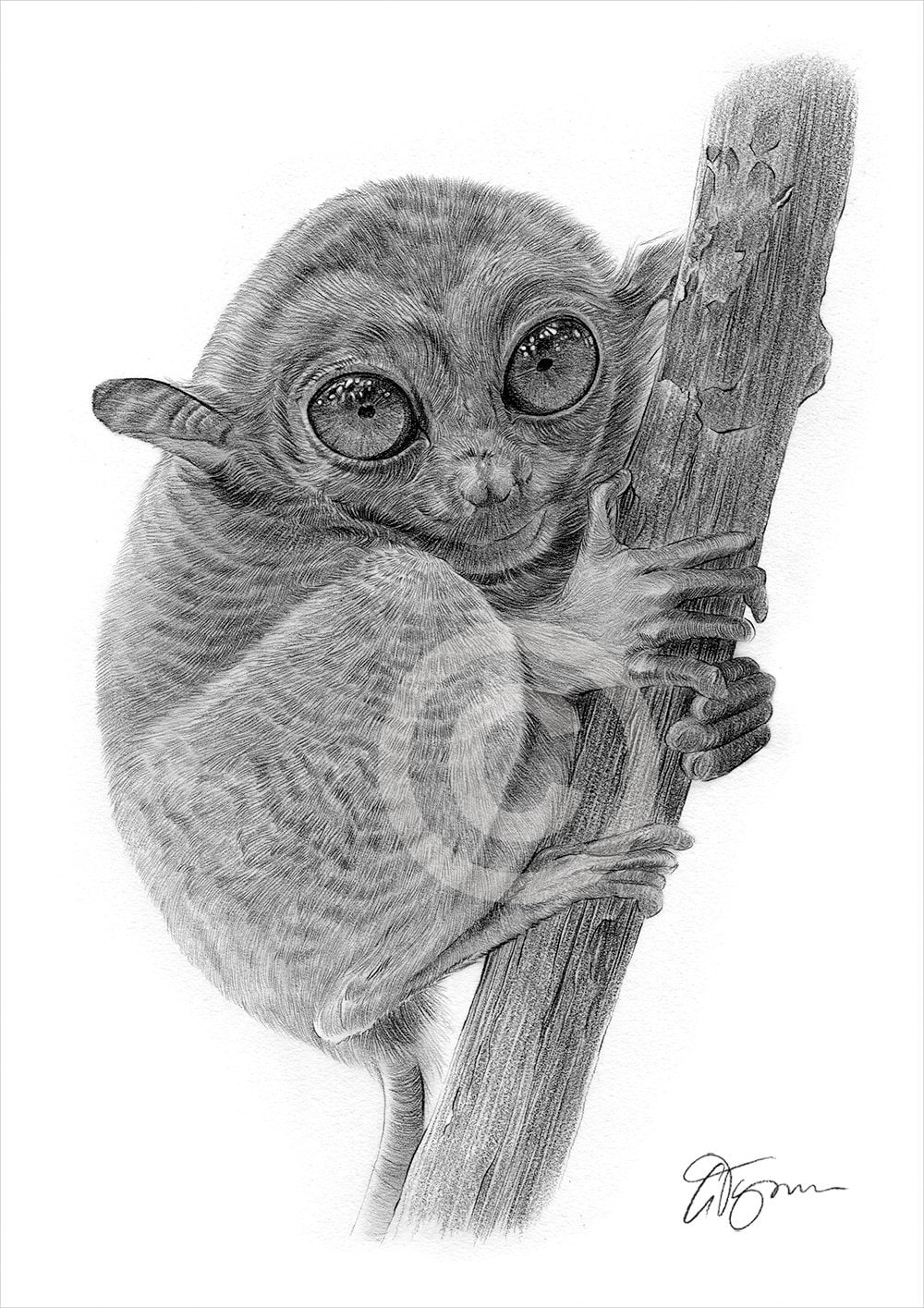 Tarsier Drawing