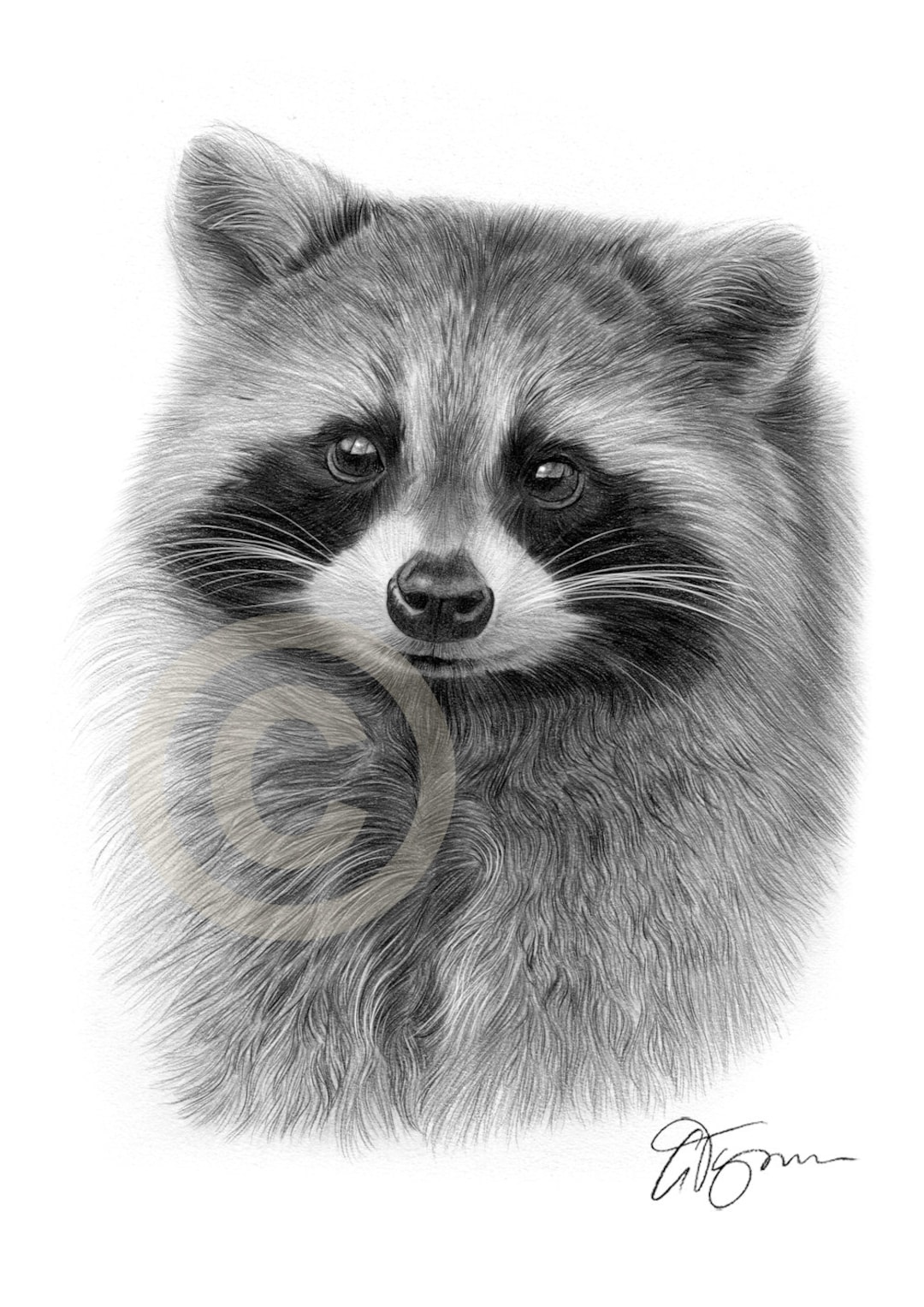Raccoon Artwork Wildlife Art Print Pencil Drawing Artwork Signed by ...