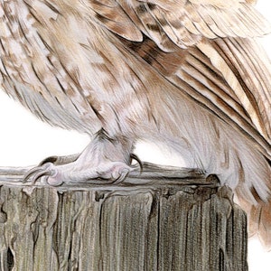 Tawny Owl - Color Pencil Drawing Print - Bird Art - Artwork Signed by ...