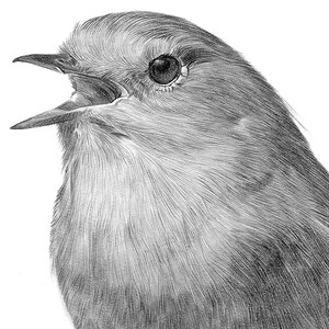 Robin Redbreast Artwork Signed by Artist Gary Tymon | Pencil Drawing ...