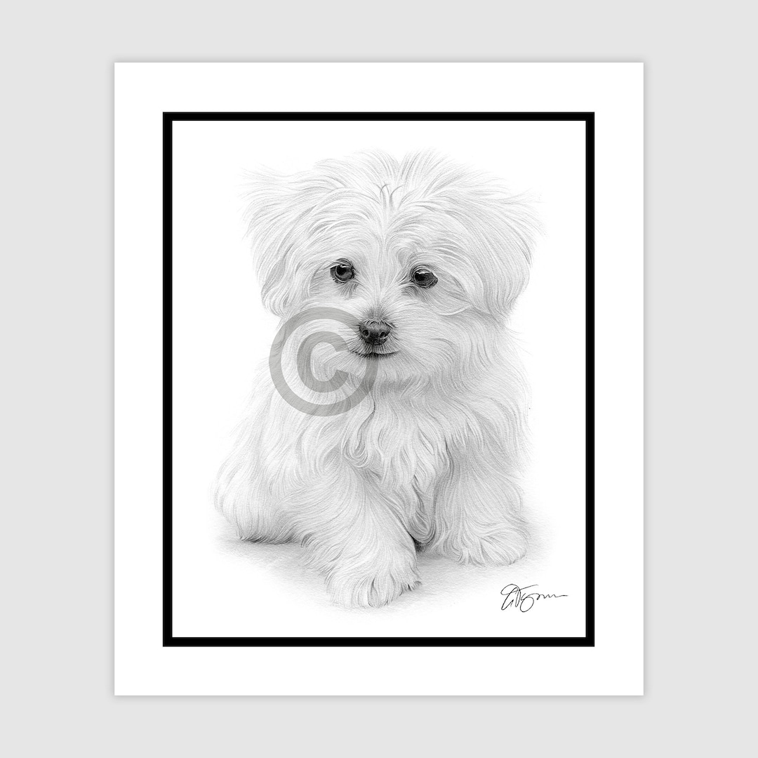 Original Maltese Puppy Pencil Drawing – Signed Dog Portrait (12x10 ...