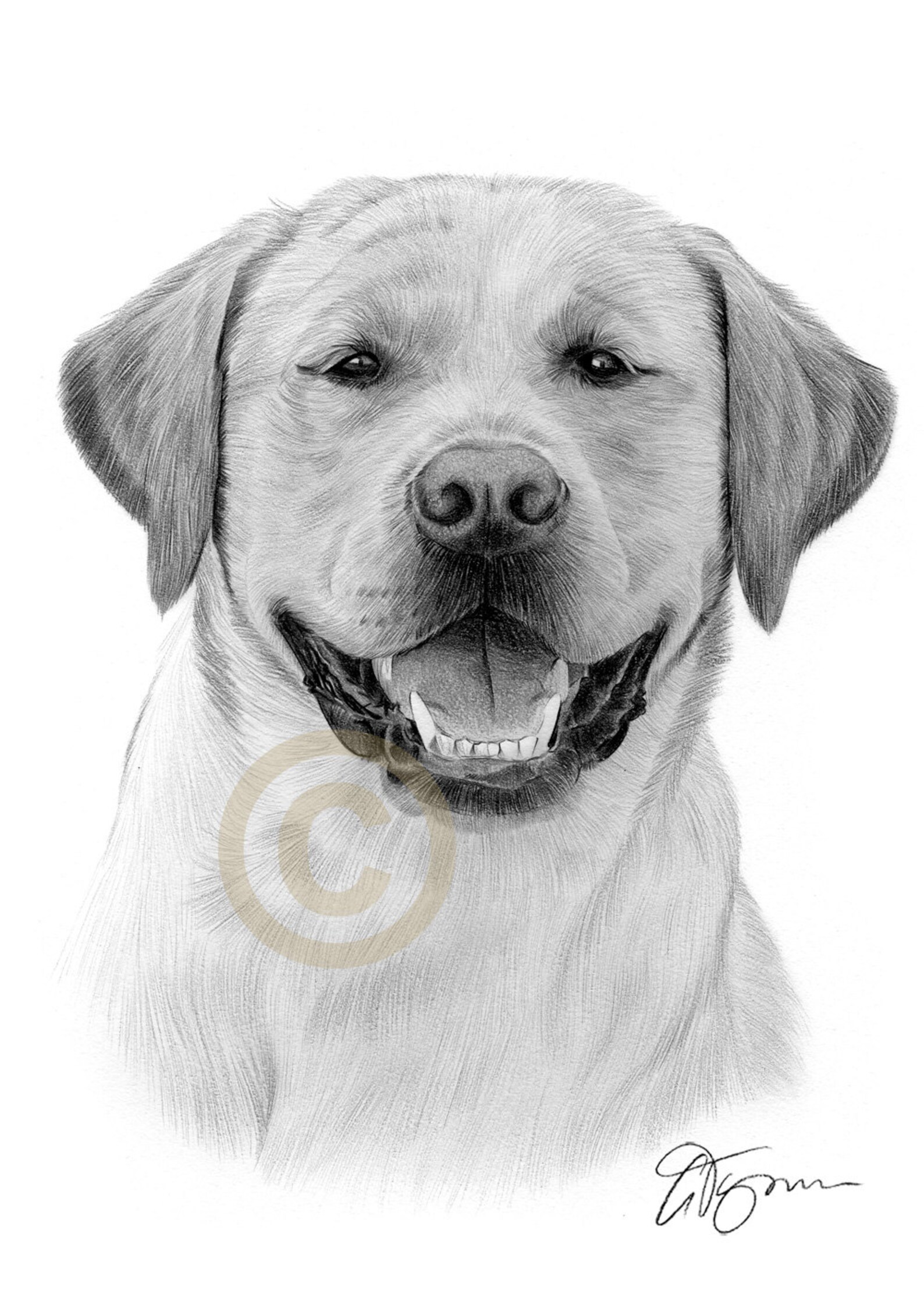 Labrador Retriever Animal Art Print Artwork Signed by | Etsy