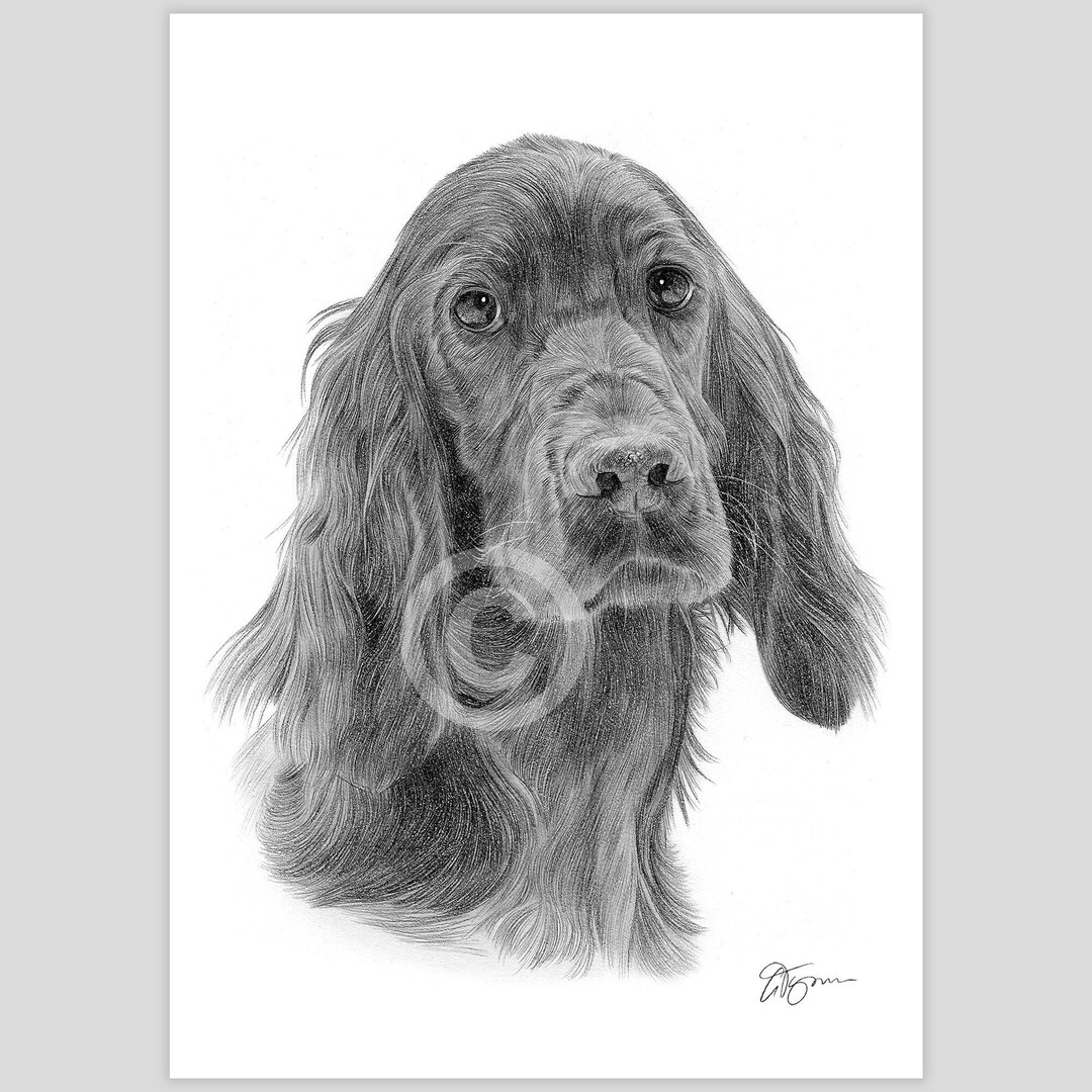 Red Setter Pencil Drawing Giclee Print | Artwork Signed by Artist G ...