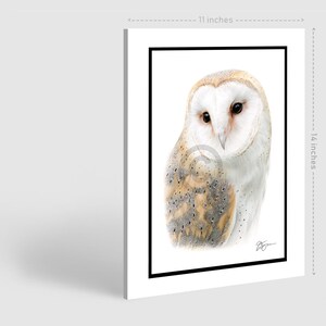 BARN OWL Original Color Pencil Drawing - Bird Art - Portrait Size 11.75 ...
