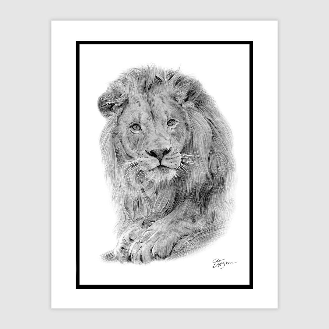 African Lion Original Artwork | Wildlife Pencil Drawing | Portrait Size ...
