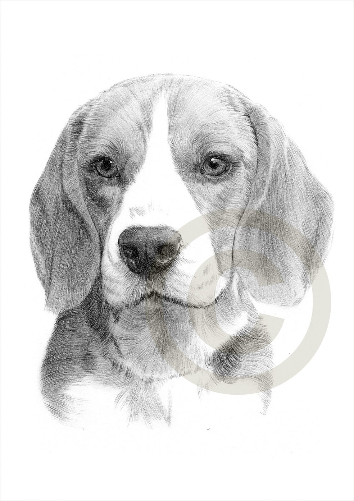 Dog artwork BEAGLE pencil drawing print A4 size only | Etsy