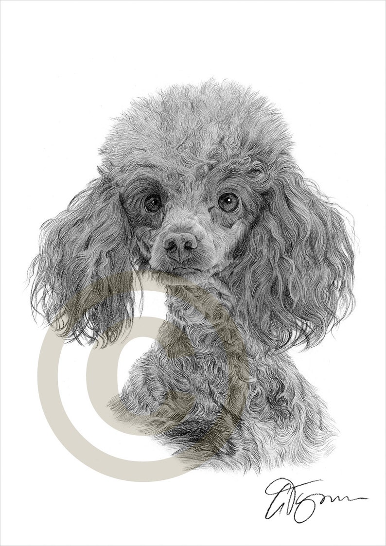 Dog Toy Poodle Pencil Drawing Print A4 Size Artwork Signed | Etsy