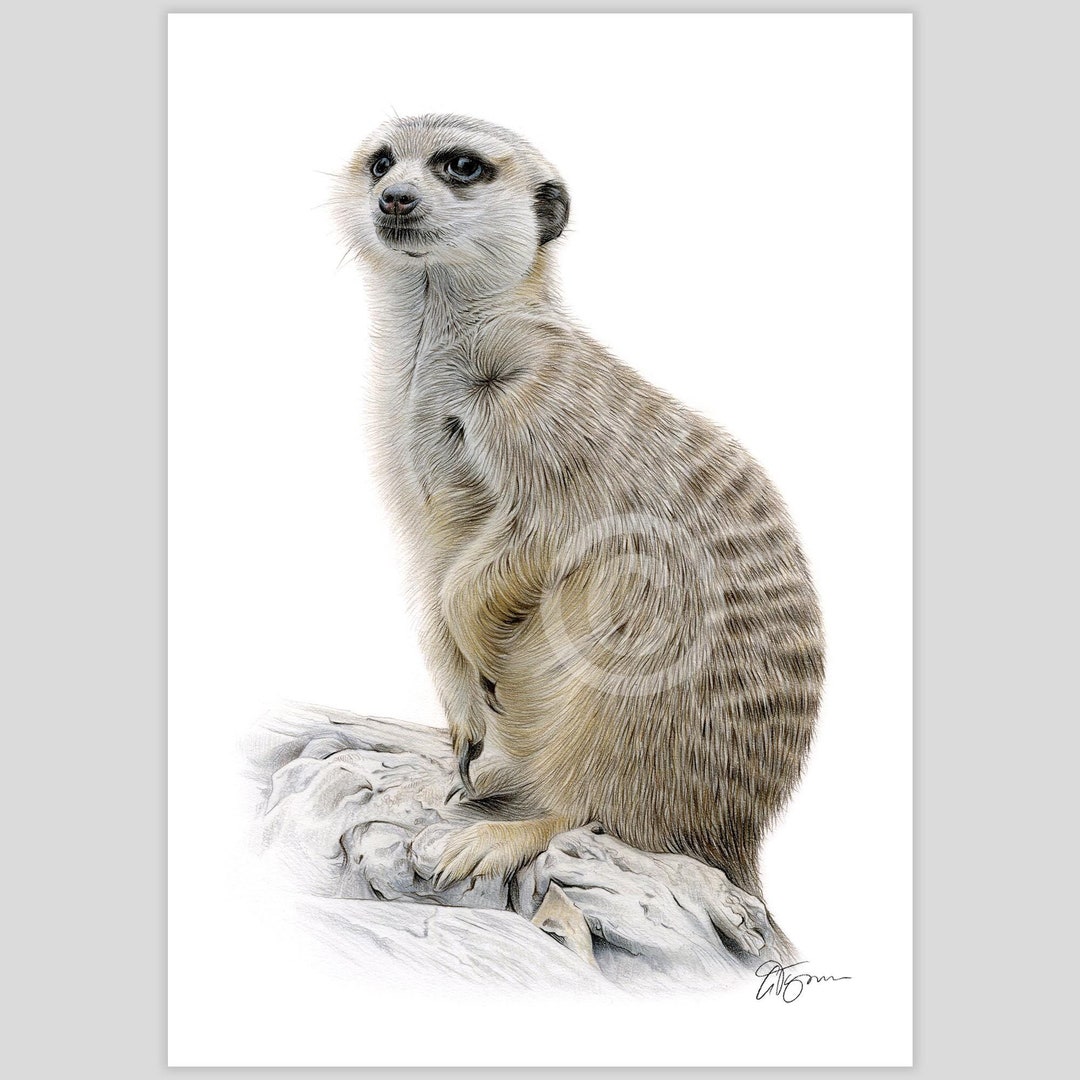 Meerkat | Color Pencil Drawing Print | Wildlife Portrait | Artwork ...