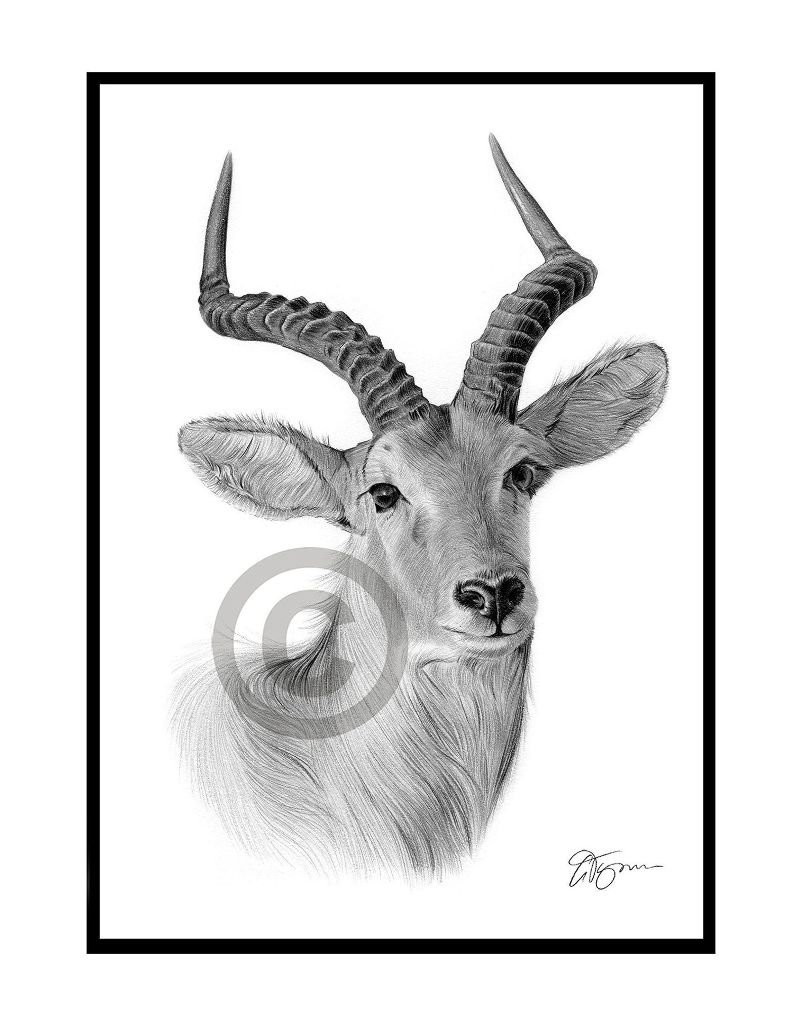 ANTELOPE Original B&W Pencil Drawing Portrait Size | Etsy
