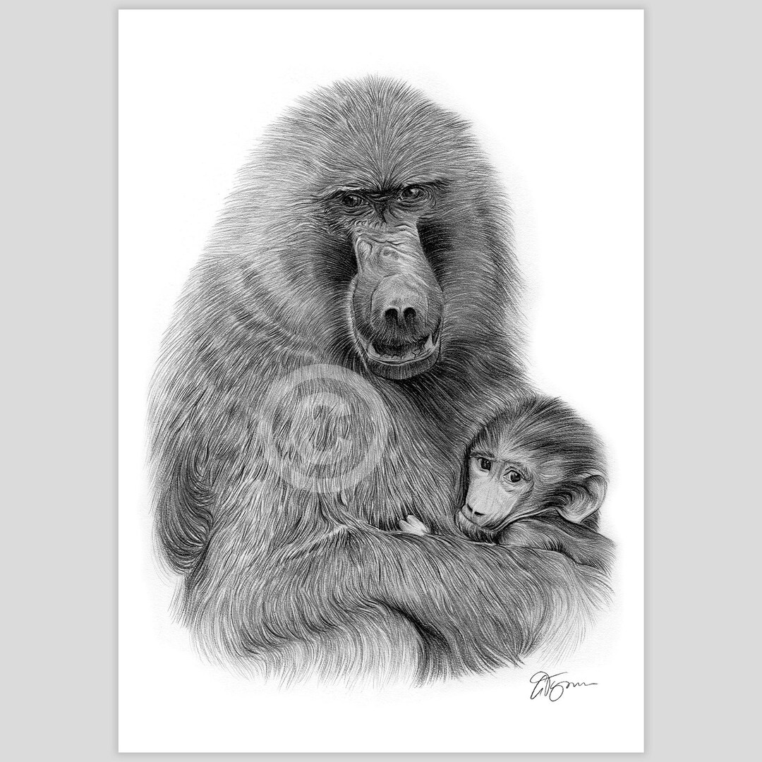 Baboon Artwork Signed by Artist Gary Tymon | Pencil Drawing Print | 2 ...