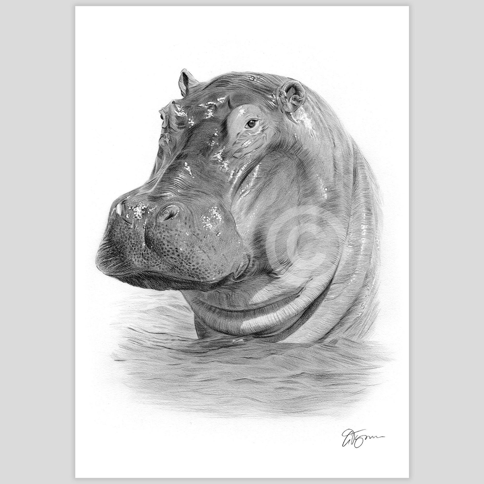 Hippo Pencil Drawing Print | Wildlife Portrait | Artwork Signed by ...